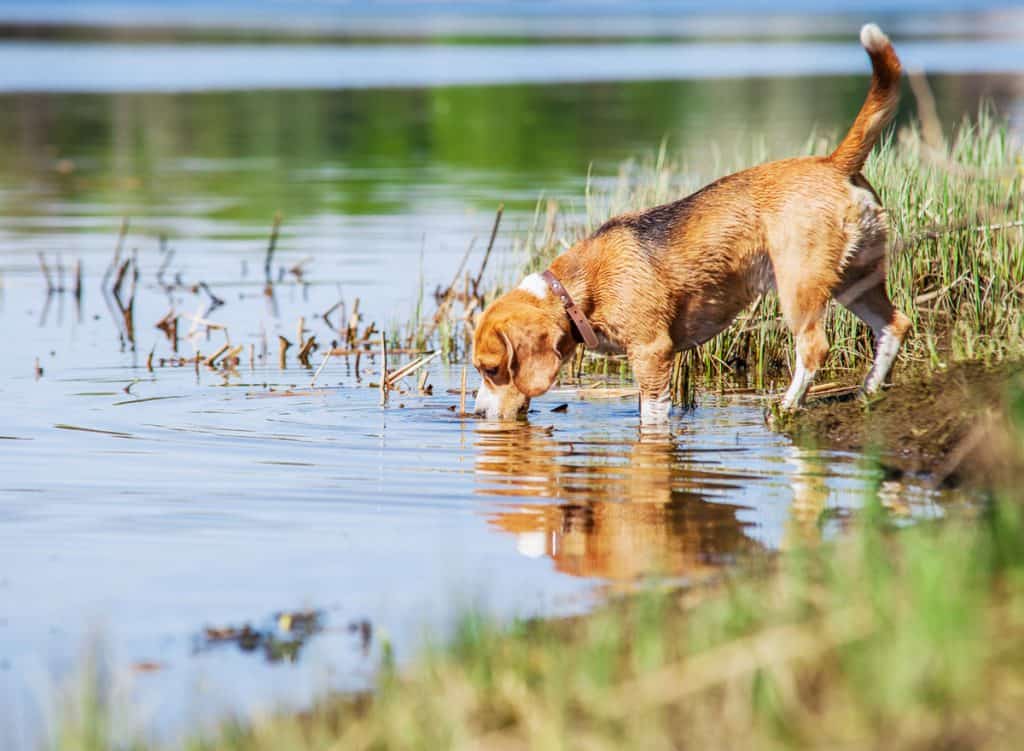 Deadly risk during summer time: dogs and water poisoning ...