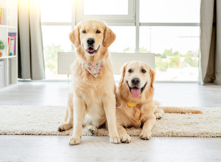 Dogs for Adoption Near Me | Adopt a Dog - Pet Classifieds