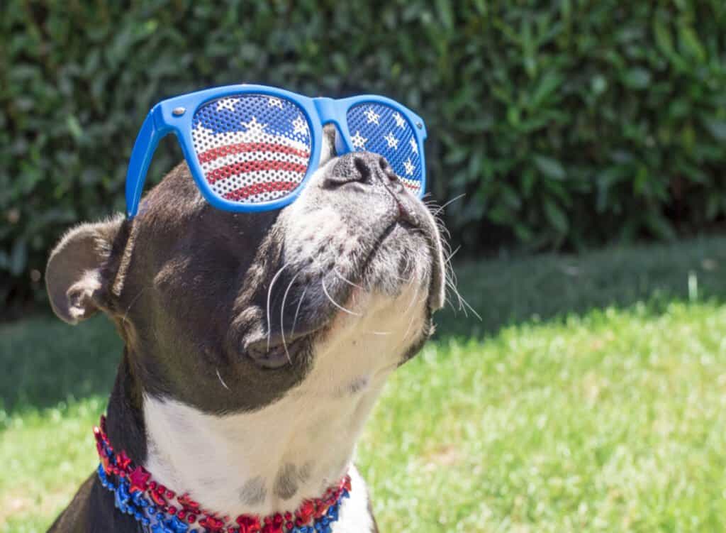 Local Pet Classifieds - Buy, Sell, Adopt, Free | PetClassifieds.com