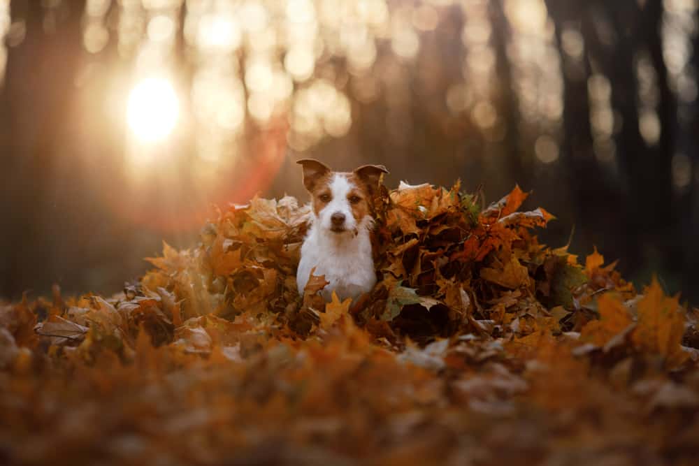 Fall Activities to Do with Your Dog | PetClassifieds.com