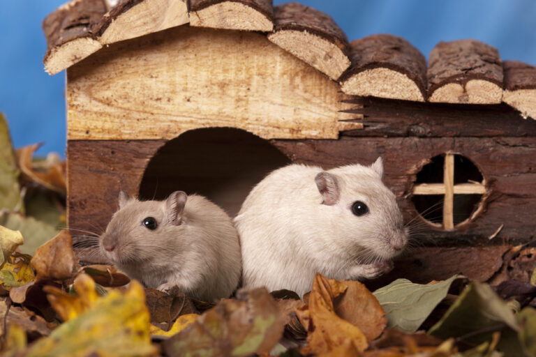 Best Pets for College Students | PetClassifieds.com