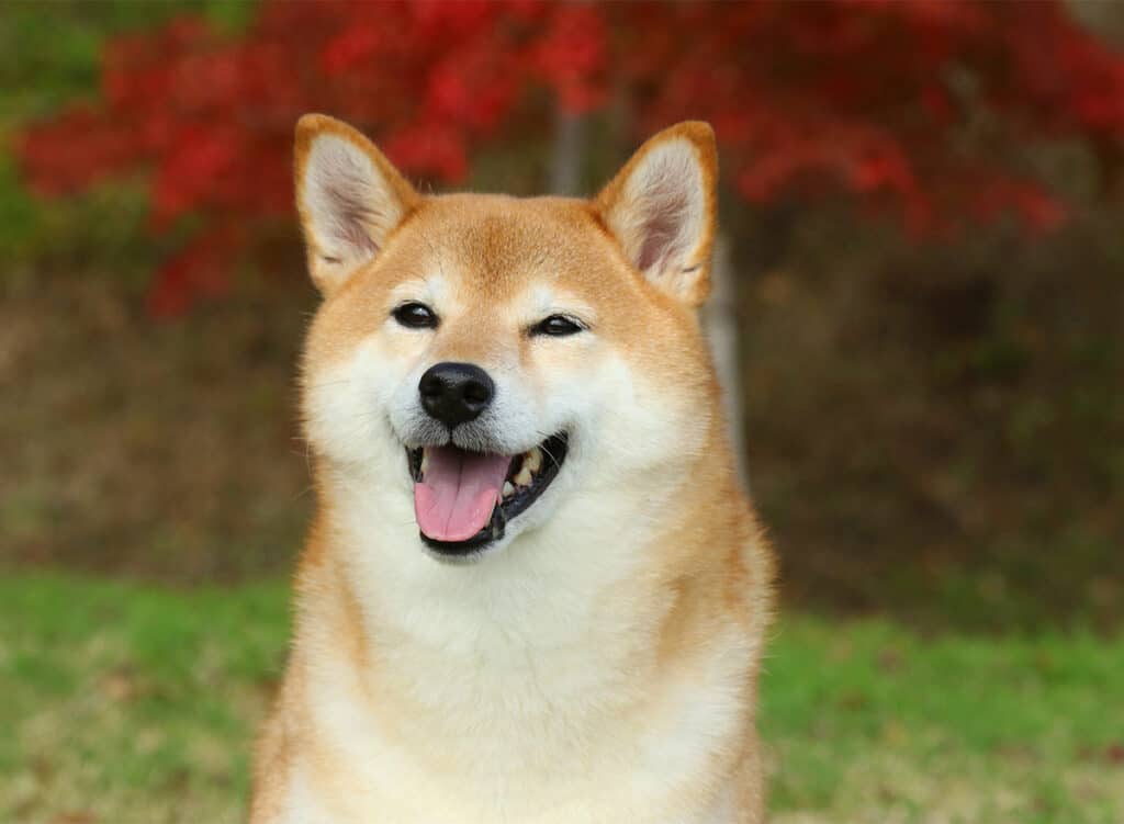 Japanese Dog Breeds | PetClassifieds.com