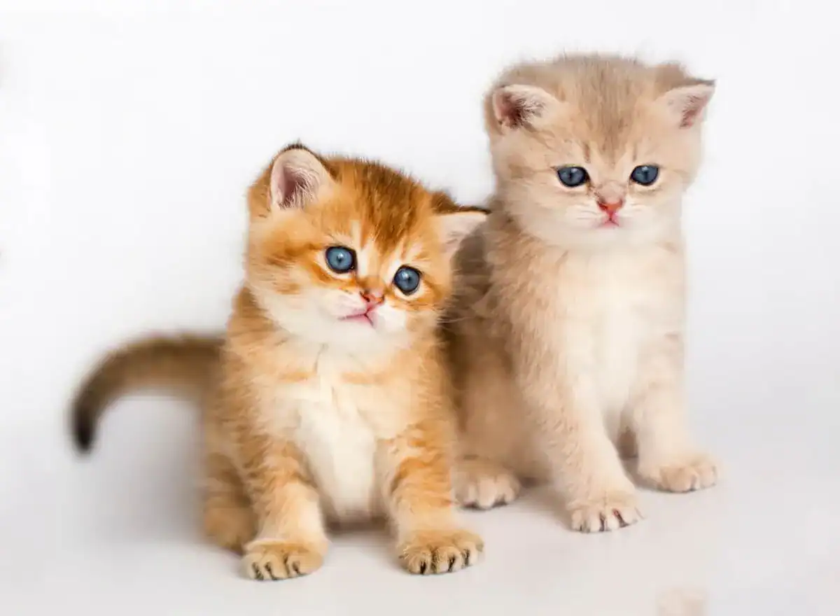 Kittens for Sale Near Me | Cats for sale | PetClassifieds.com
