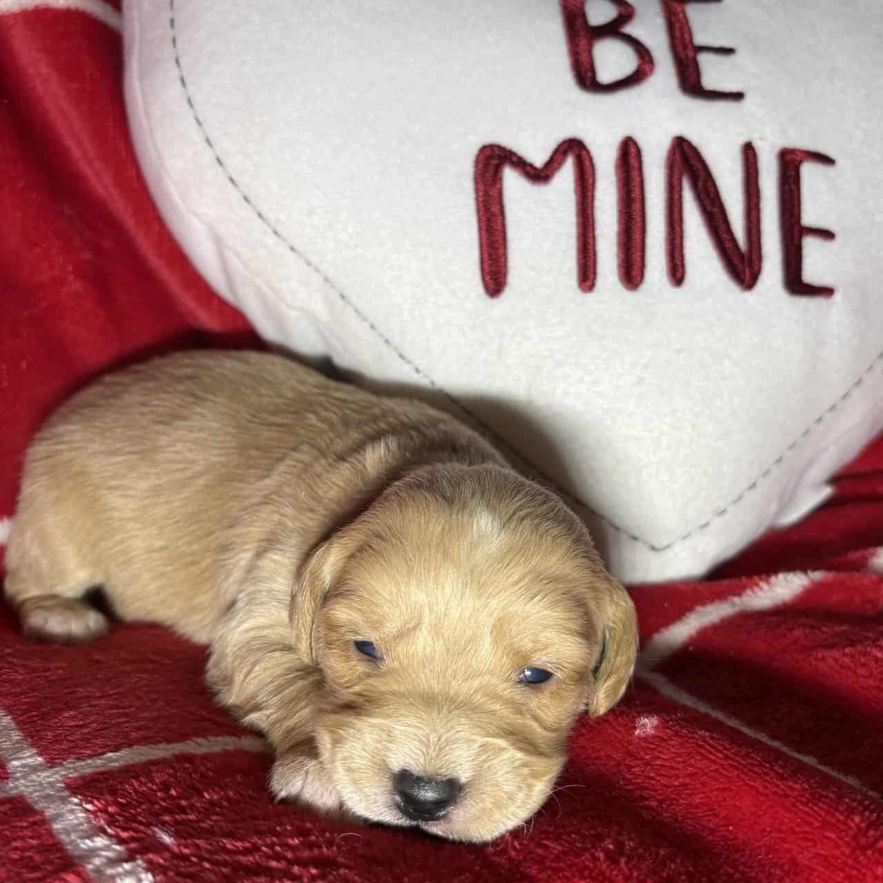 Female poogle puppy - dark tan - ready March 1! | PetClassifieds.com