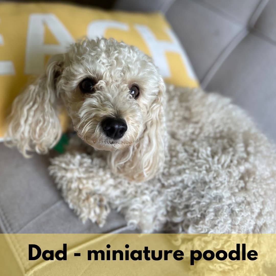 Female poogle puppy - dark tan - ready March 1! | PetClassifieds.com