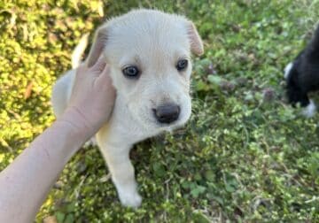 Free Puppies near me - Pet Classifieds