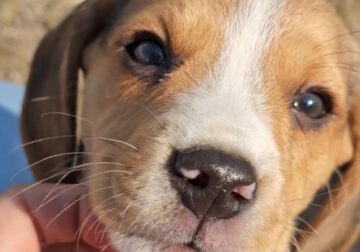 Beagle Puppies for Sale | Beagle for Sale | Petclassifieds.com