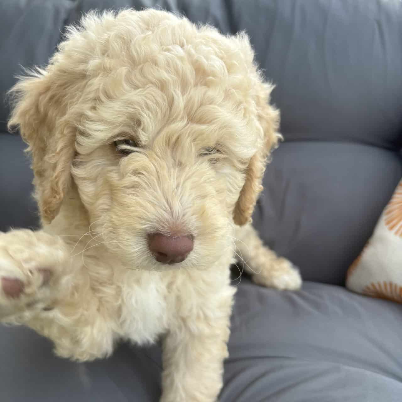 Rocky - male mini newfypoo - 13 weeks old on 7/17 | PetClassifieds.com