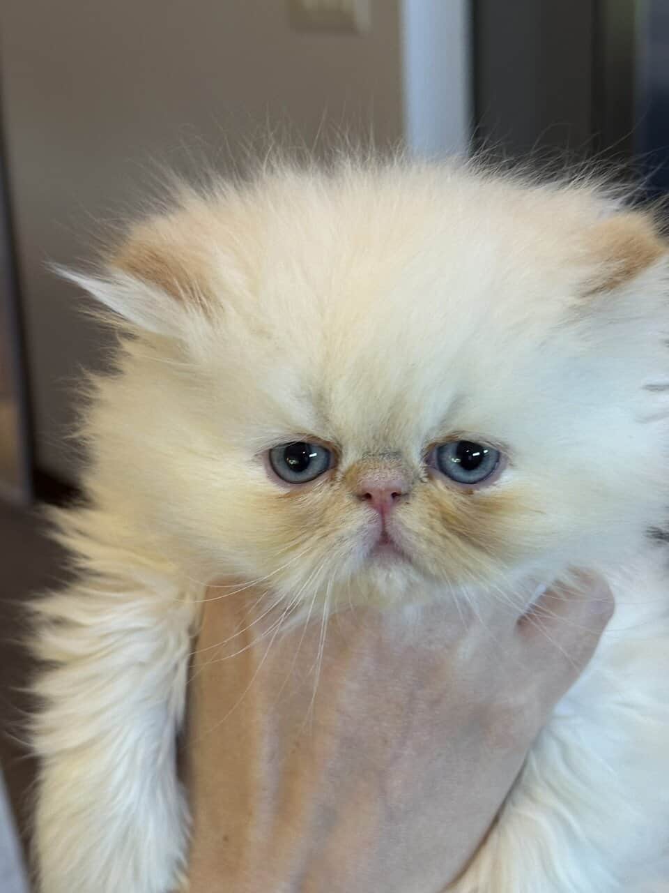 Rare Female Flame Point Persian 2 Of 2 | PetClassifieds.com