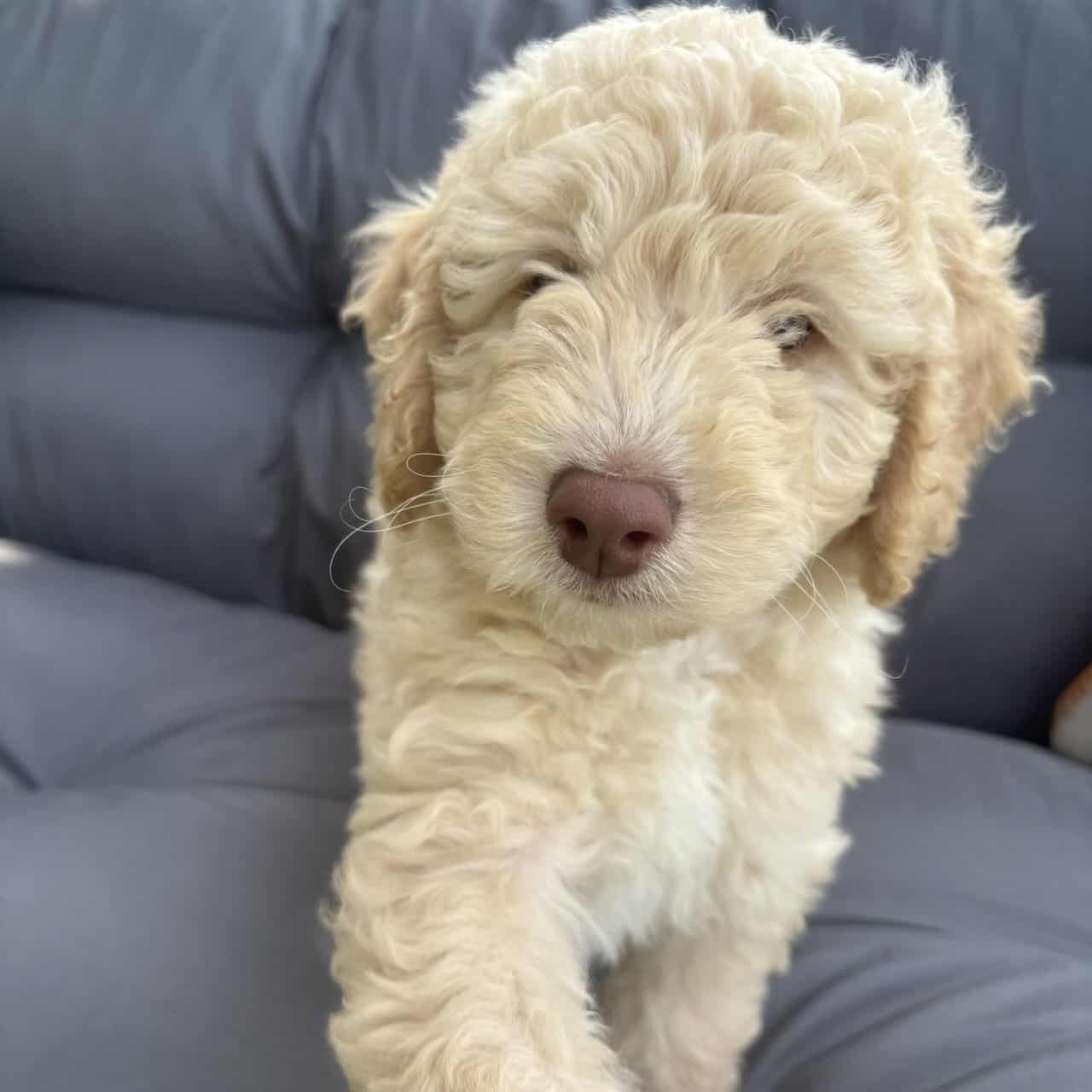 Rocky - male mini newfypoo - 13 weeks old on 7/17 | PetClassifieds.com