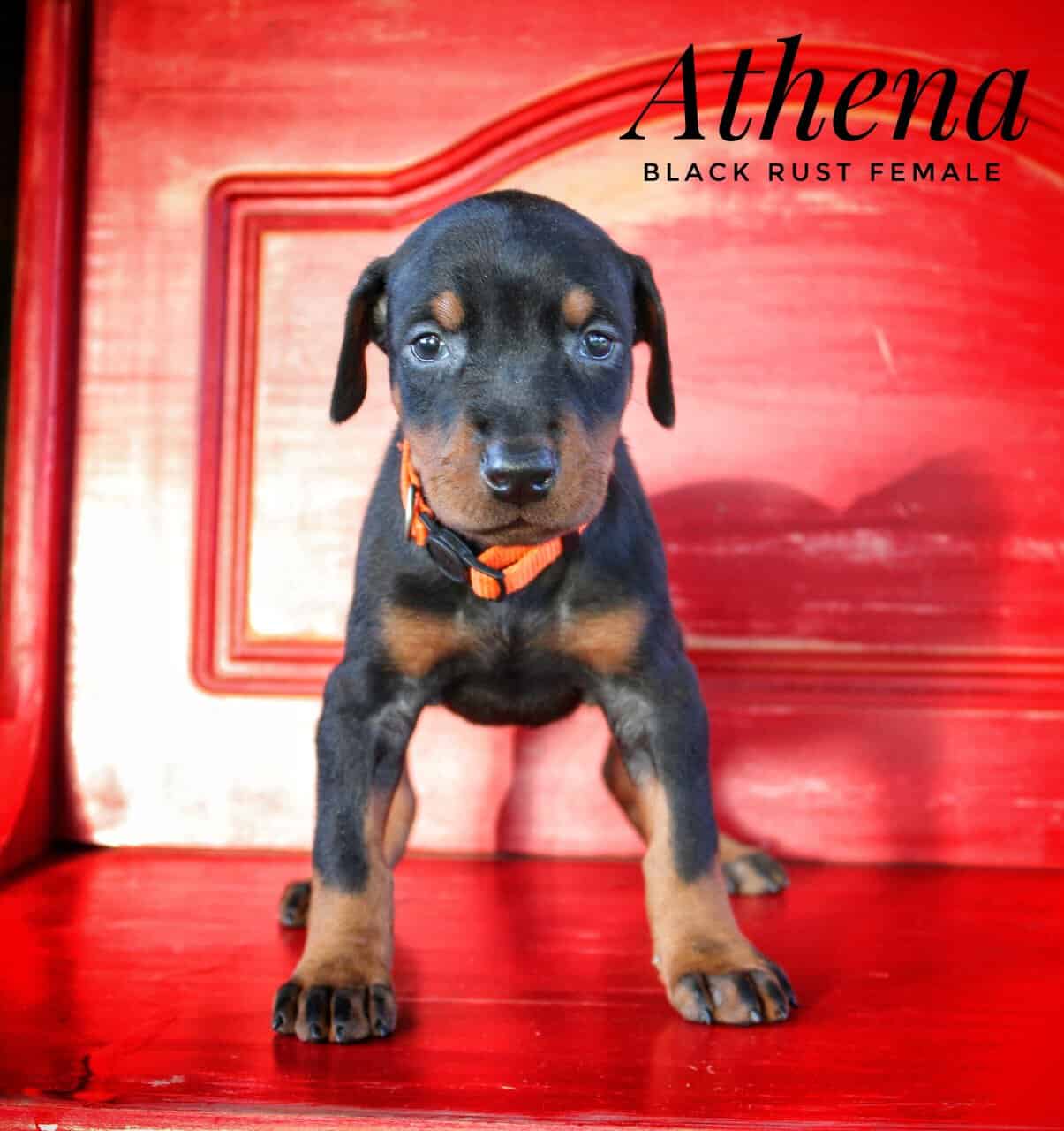 Athena Black Rust Female | PetClassifieds.com