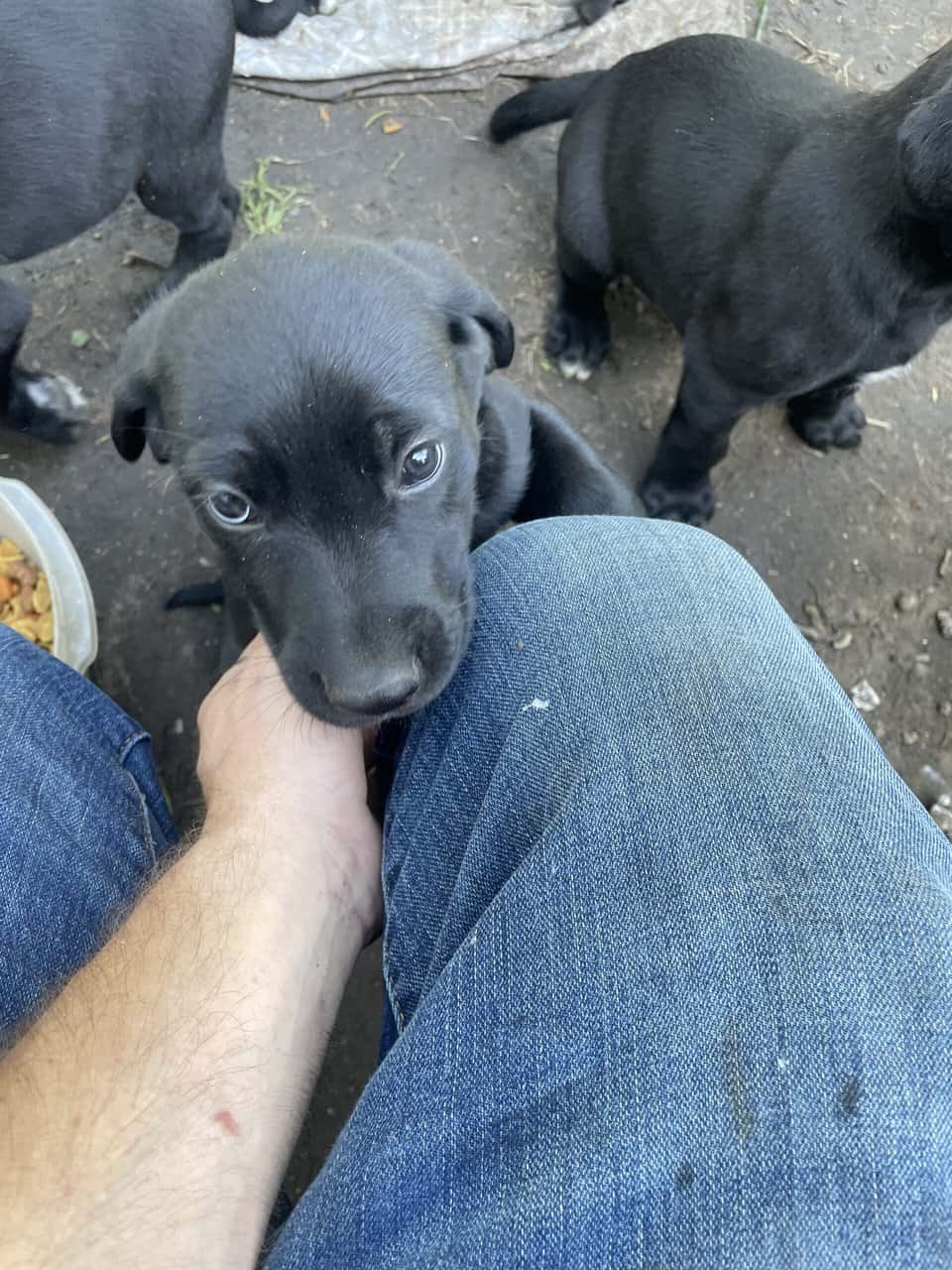 Great Labradane puppies | PetClassifieds.com