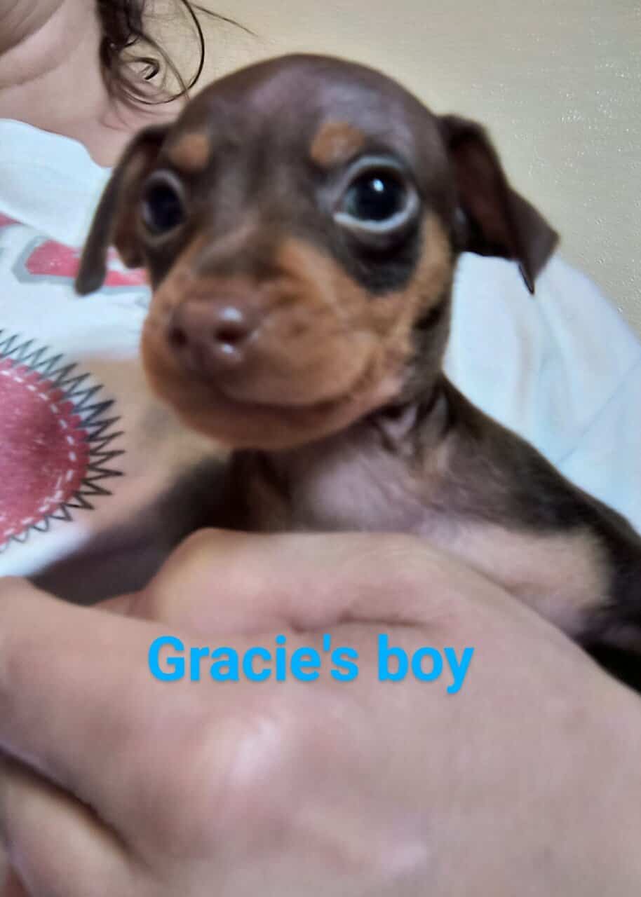 Male miniature Pinchers | PetClassifieds.com