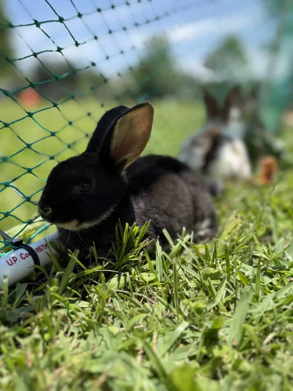 Beautiful standard Rex rabbits | PetClassifieds.com