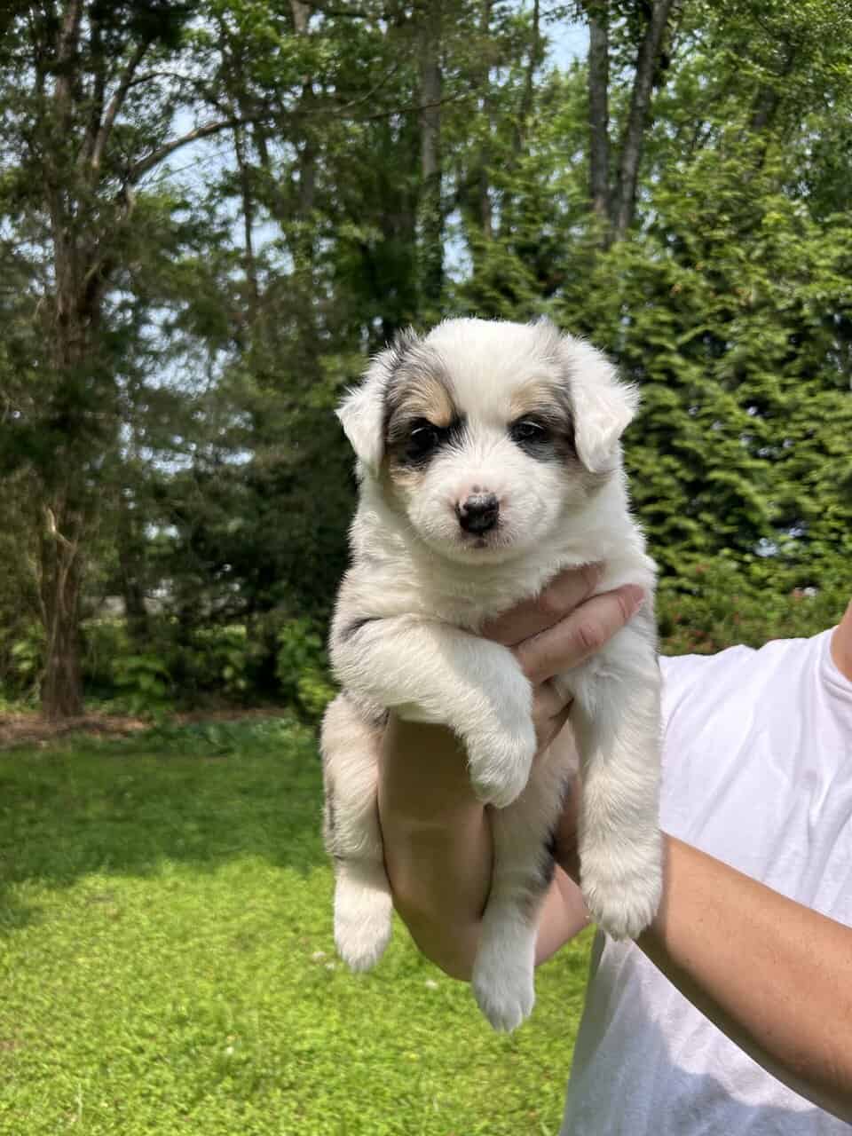 Chloe - Aussie Mix Puppy | PetClassifieds.com
