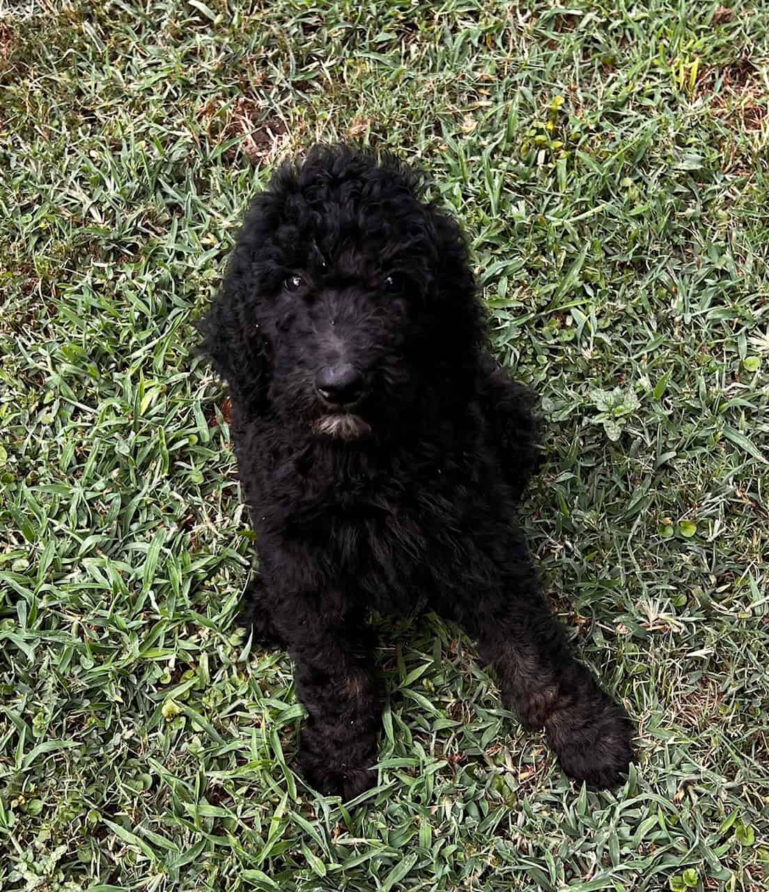 Standard Poodle Puppies | PetClassifieds.com