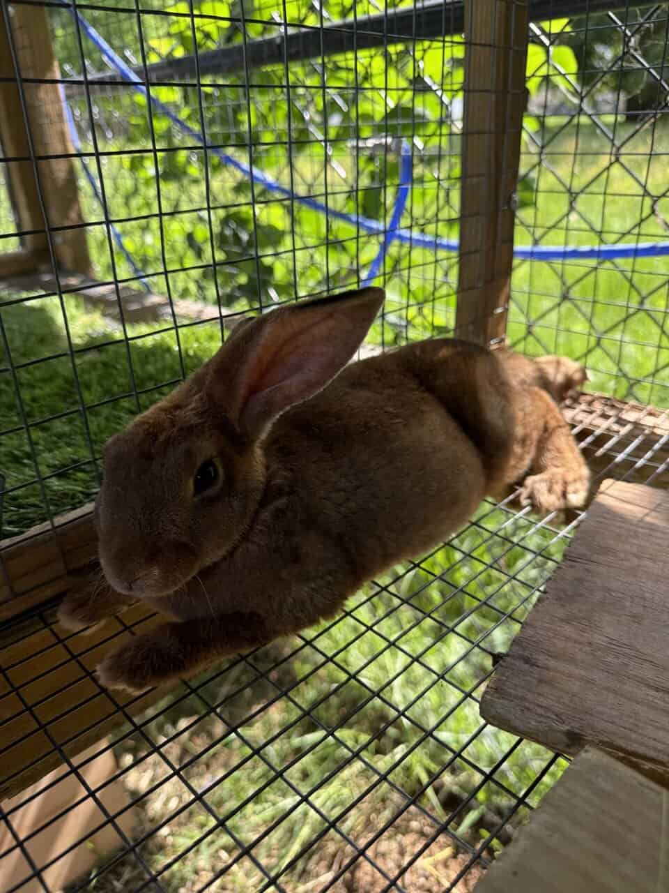 Beautiful standard Rex rabbits | PetClassifieds.com