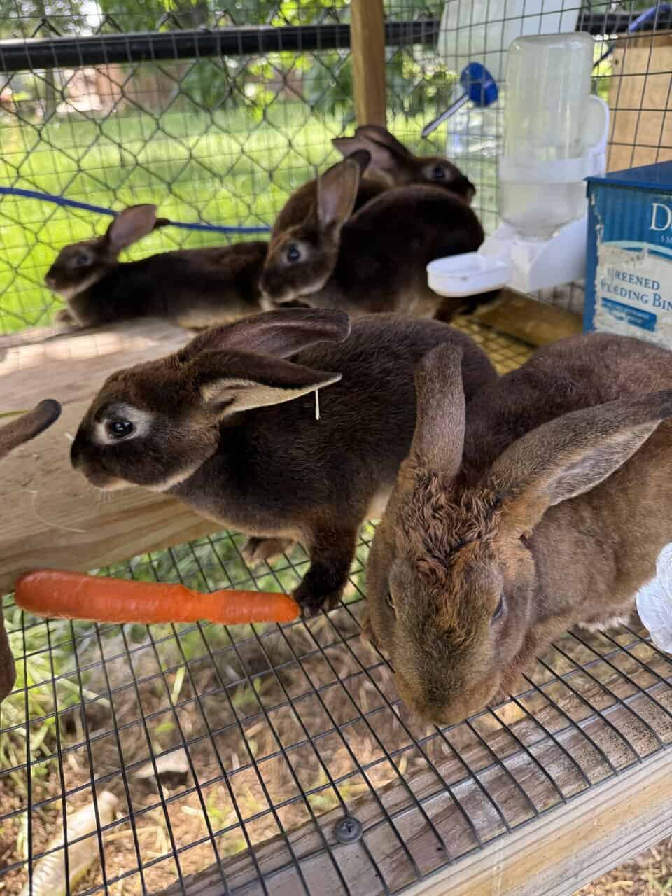 Beautiful standard Rex rabbits | PetClassifieds.com