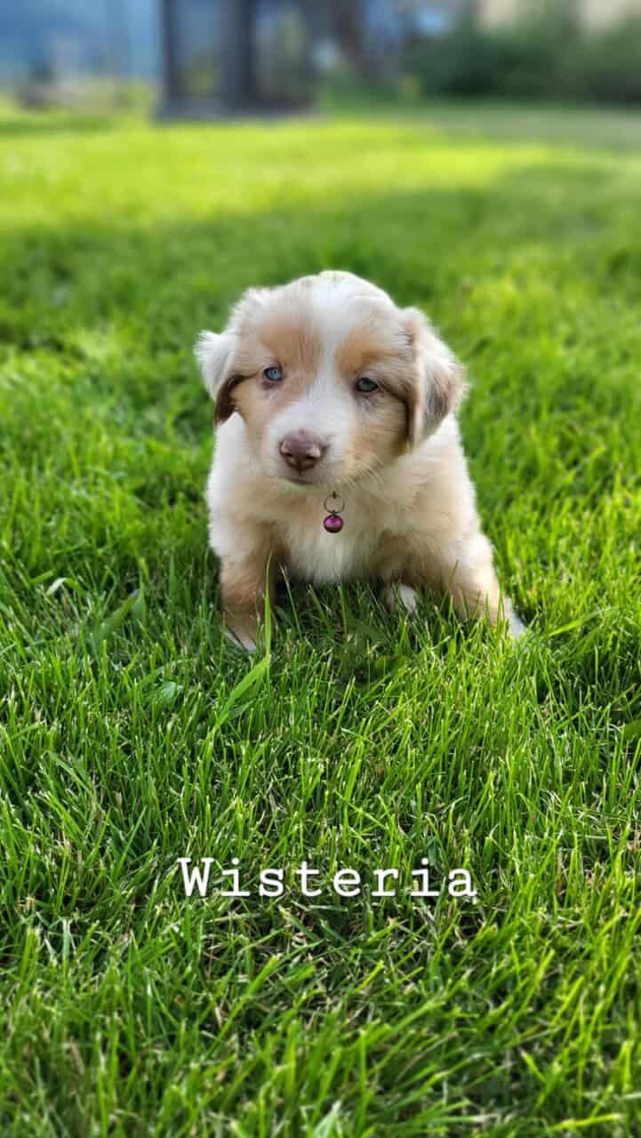 Mini Aussie/Border Collie Pups | PetClassifieds.com