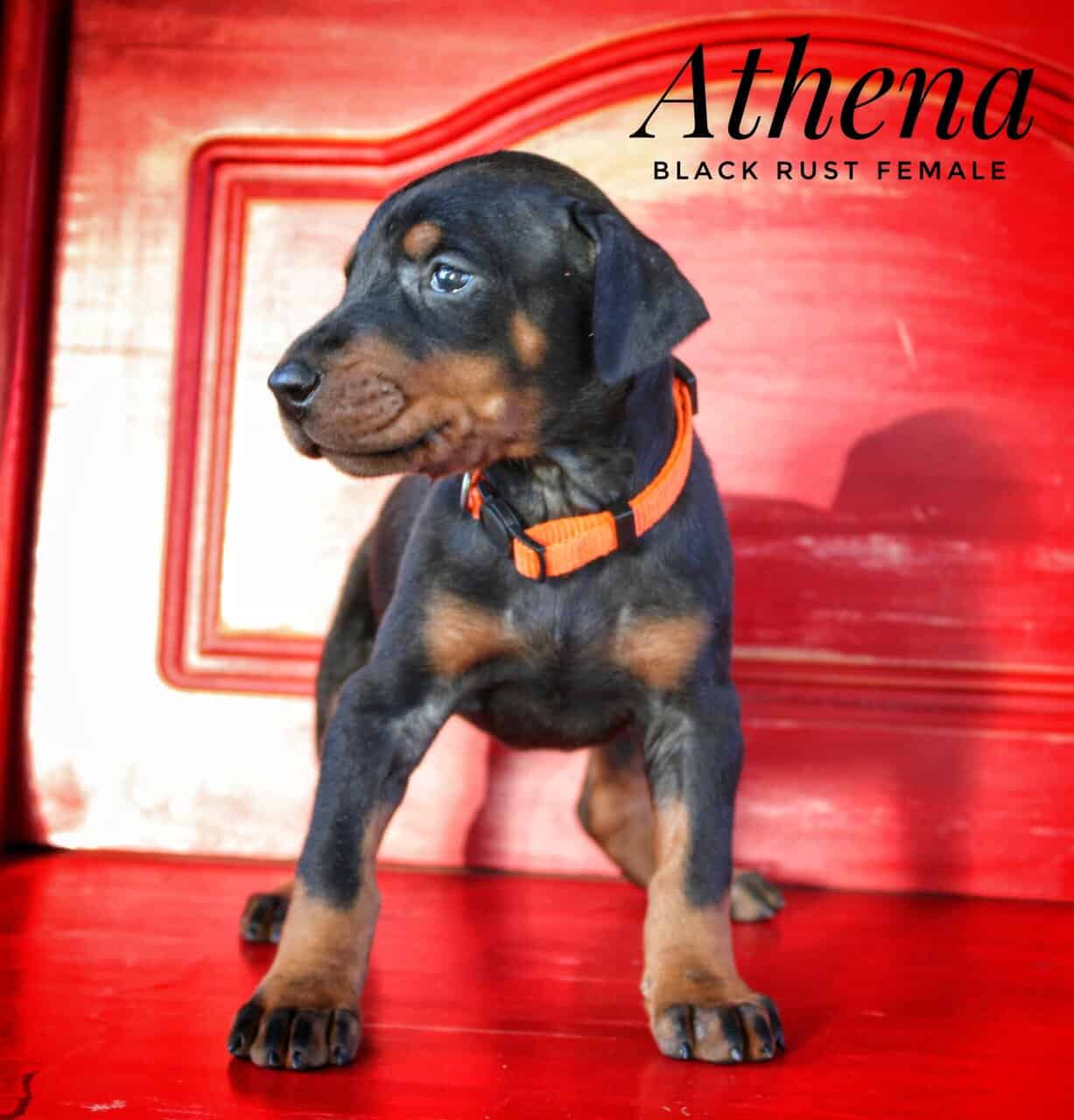 Athena Black Rust Female | PetClassifieds.com