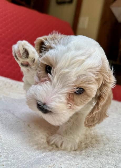Toy Cockapoo Puppies | PetClassifieds.com