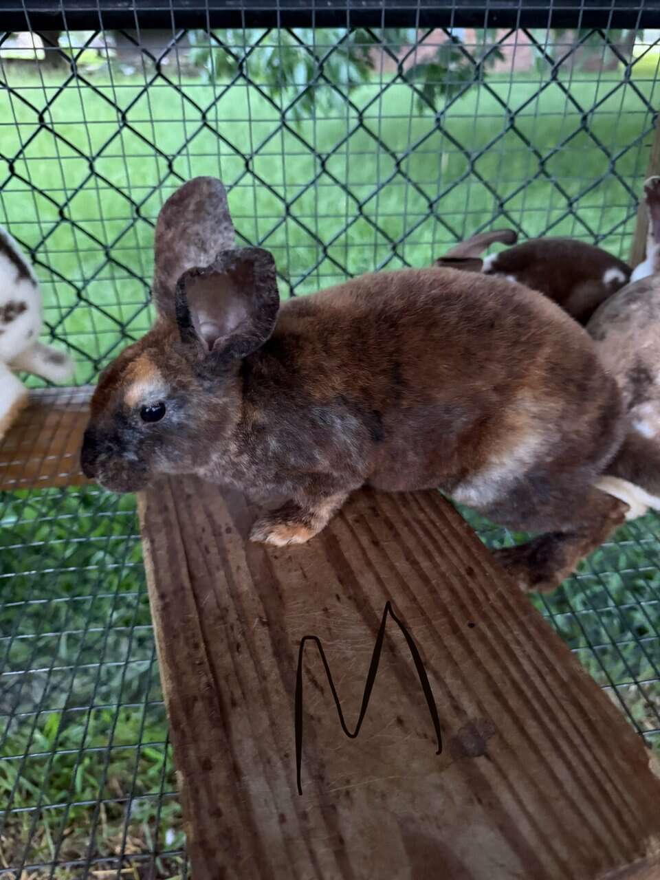 Beautiful standard Rex rabbits | PetClassifieds.com