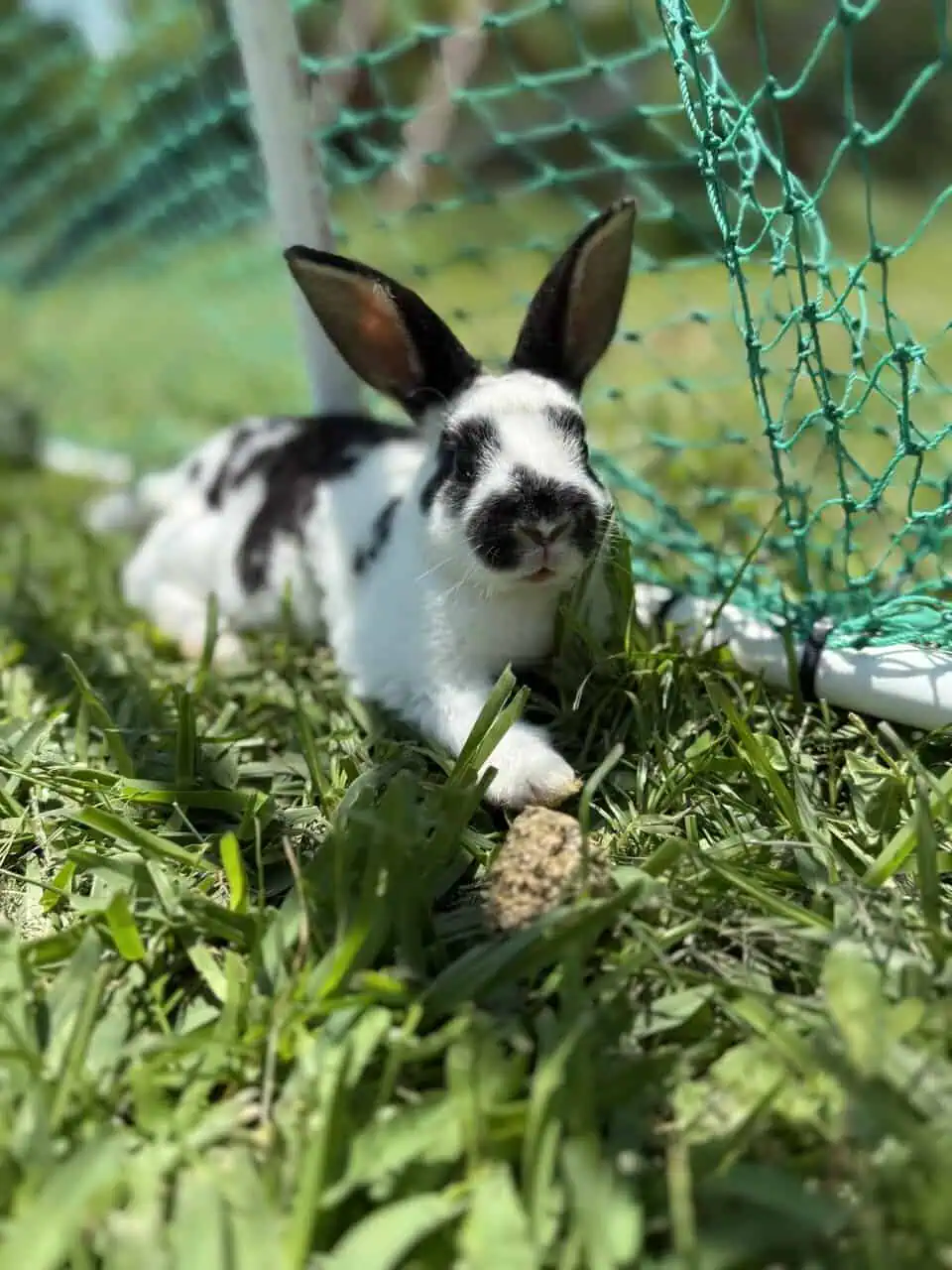 Beautiful standard Rex rabbits | PetClassifieds.com
