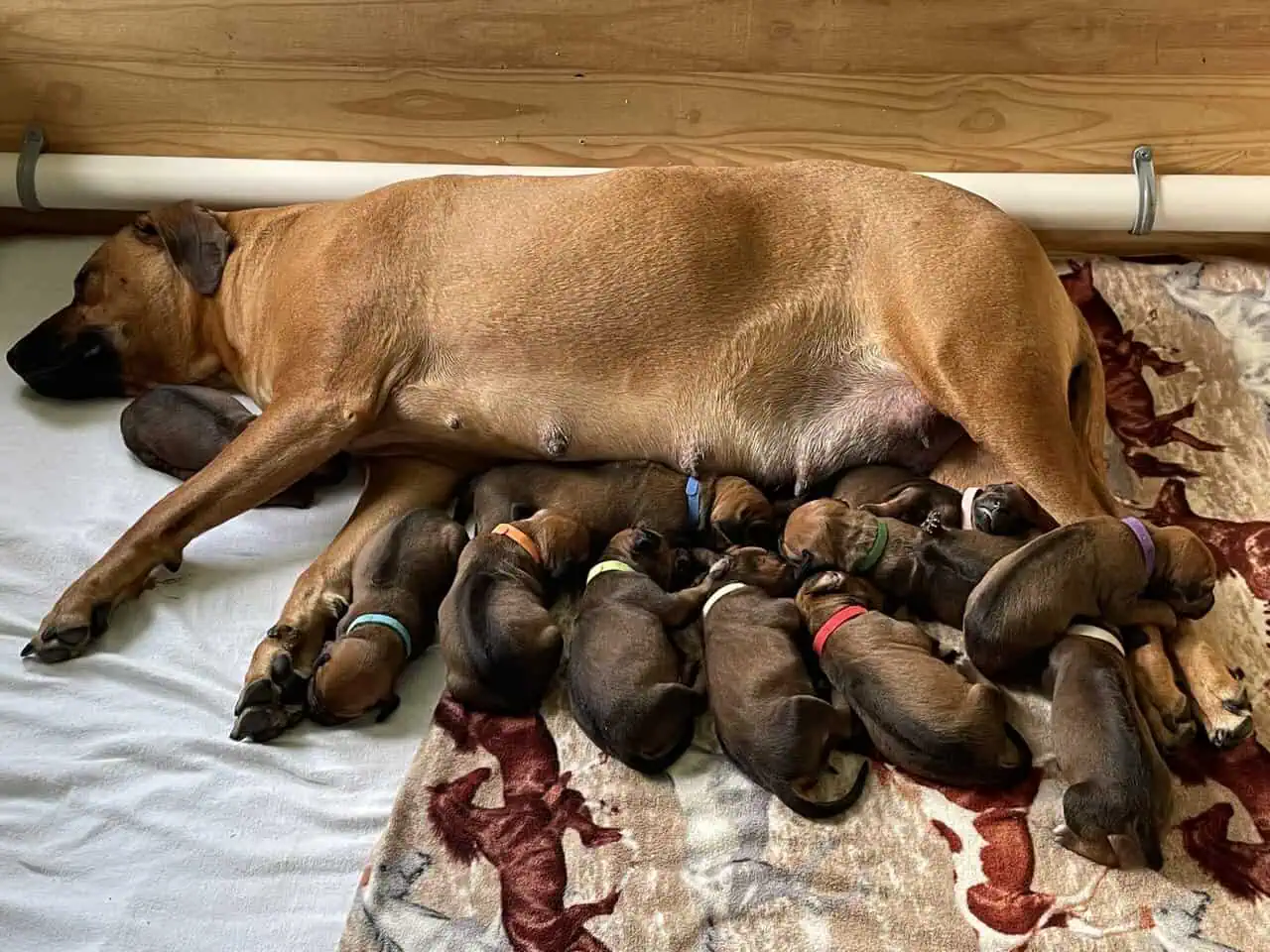 Family Raised Akc Rhodesian Ridgeback pups | PetClassifieds.com