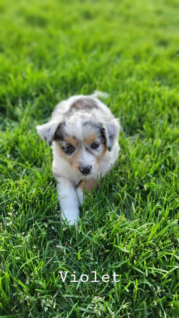 Mini Aussie/Border Collie Pups | PetClassifieds.com