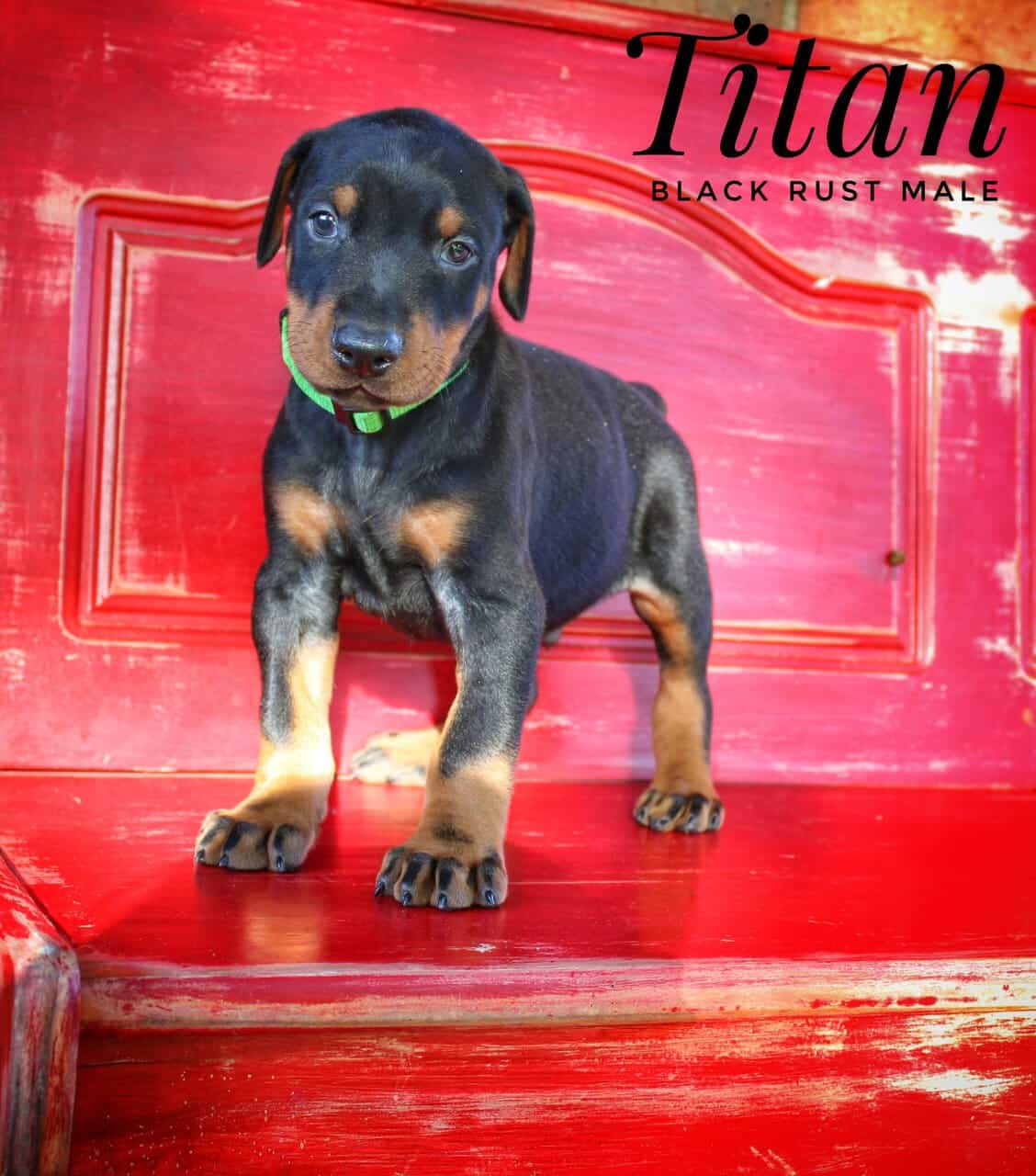 Titan Black Rust Male | PetClassifieds.com
