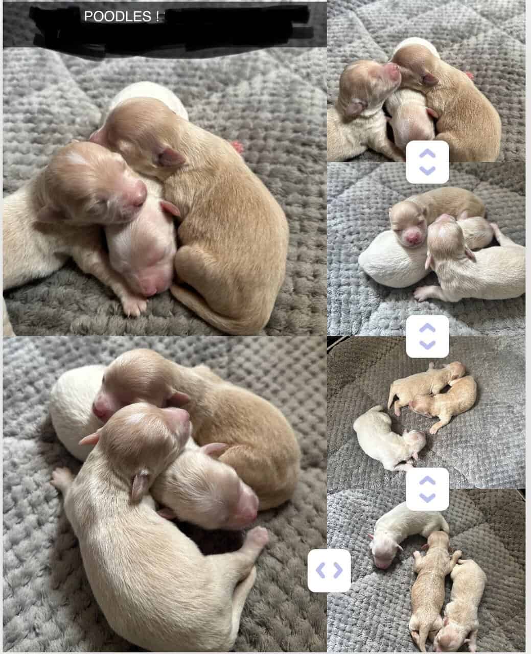 matipoo poodle puppies | PetClassifieds.com