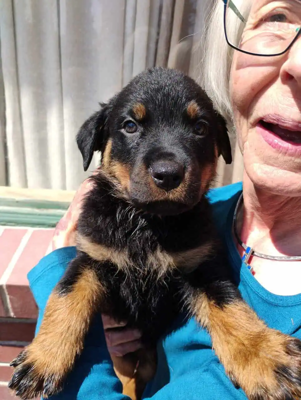 Purebred Rottweiler puppies male | PetClassifieds.com