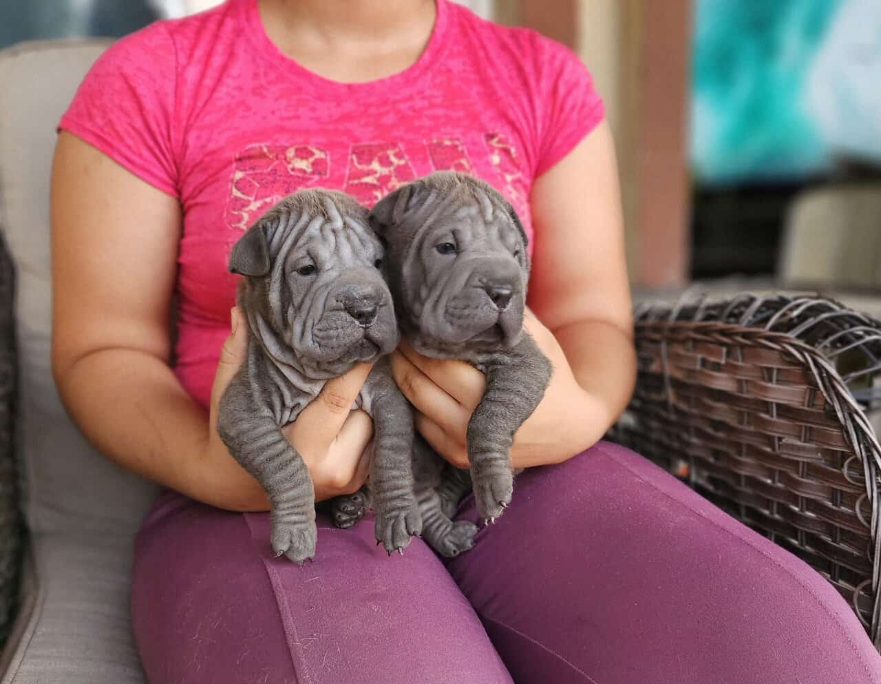 Blue chinese shar pei | PetClassifieds.com