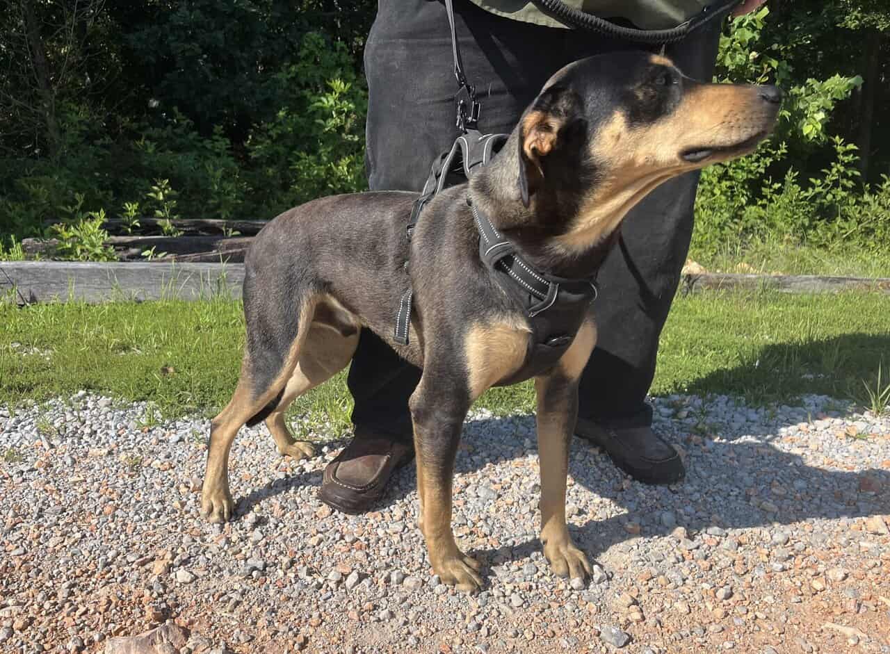 Meet Rocket | PetClassifieds.com