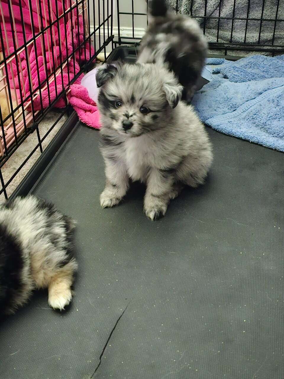 Mini Aussie-Pom Fluffs | PetClassifieds.com