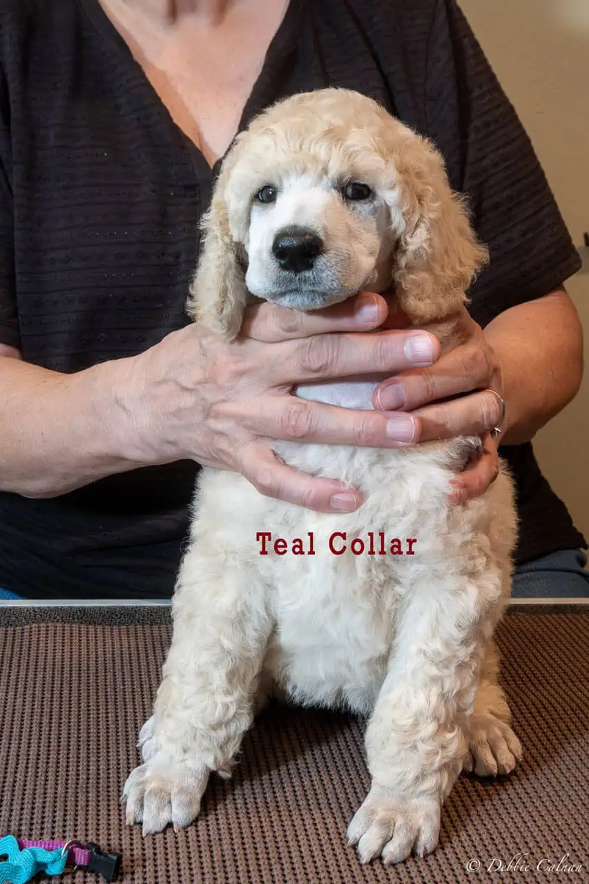 AKC STANDARD POODLE PUPPIES | PetClassifieds.com