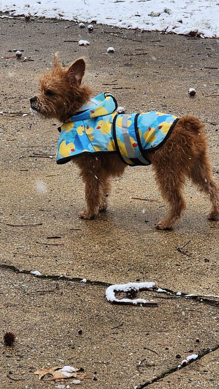 Frenchie/mini poodle mix needs home asap | PetClassifieds.com