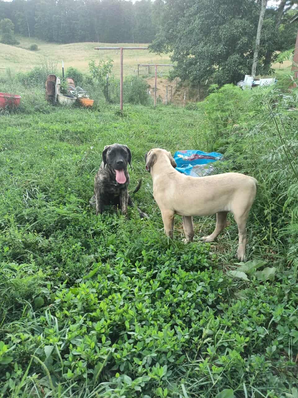 English Mastiff puppies | PetClassifieds.com