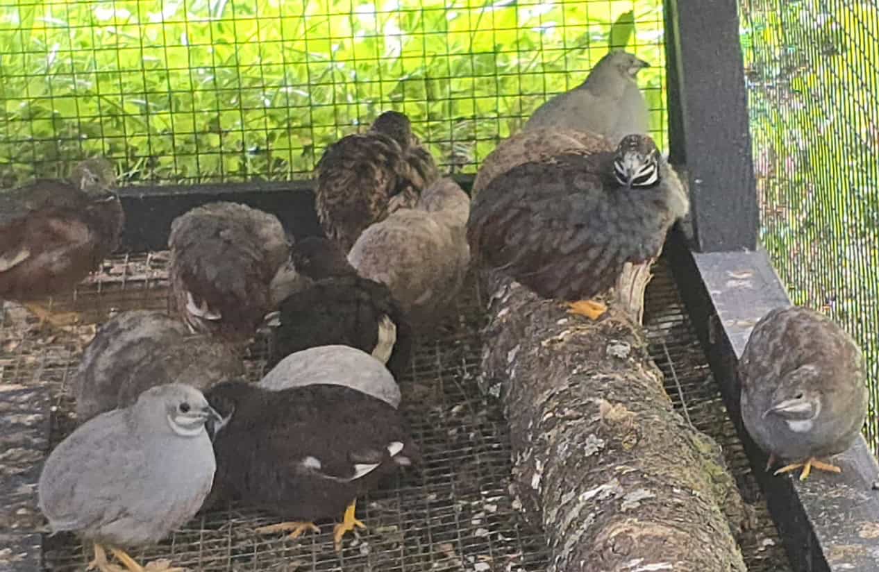 Button quail | PetClassifieds.com