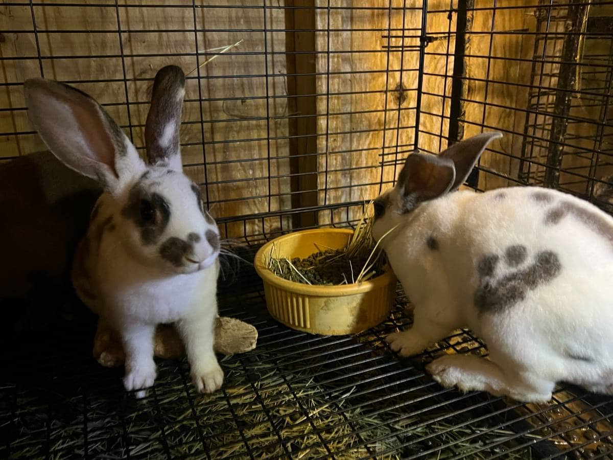 Broken Blue Rex Bunny Rabbit | PetClassifieds.com