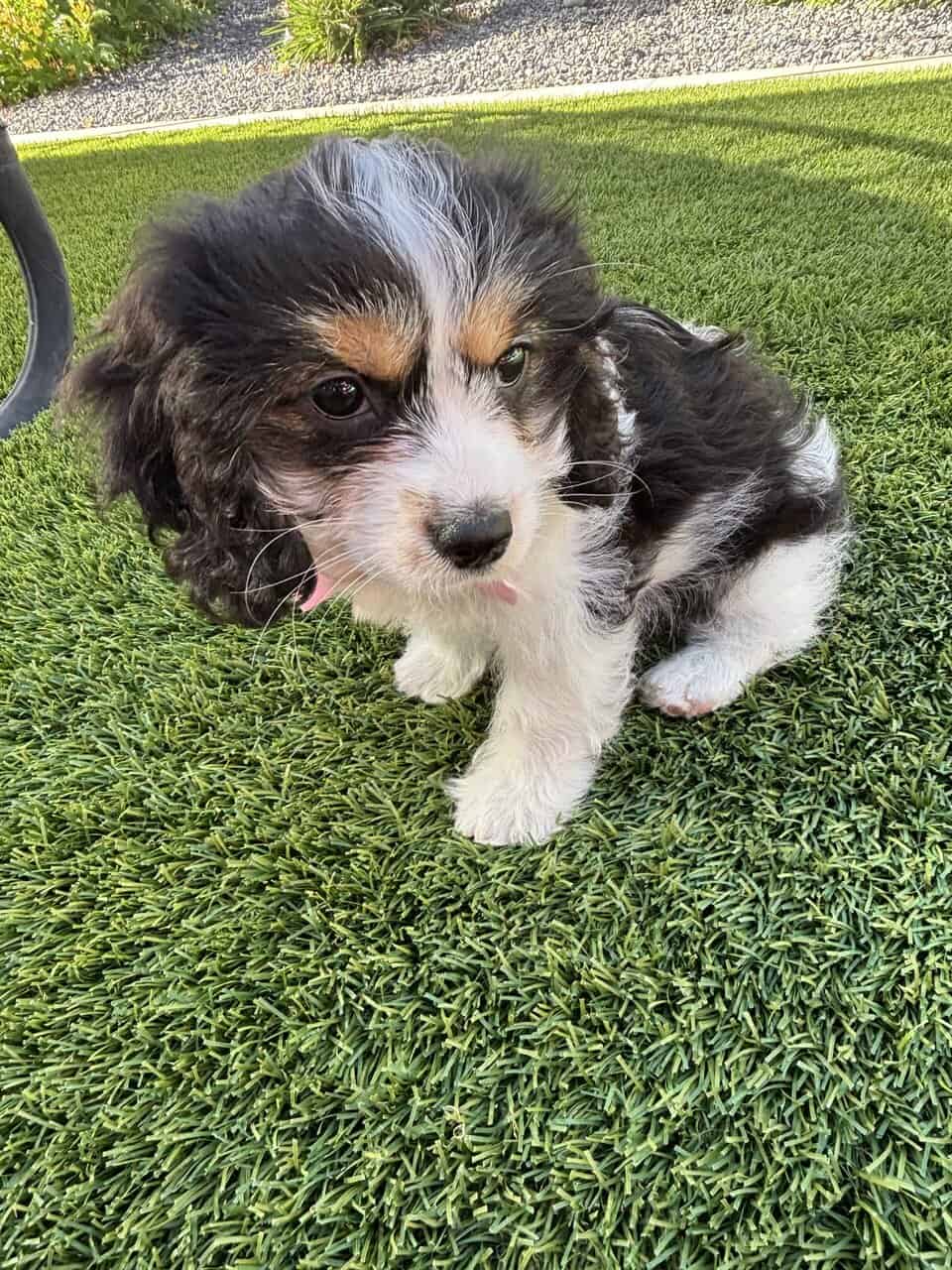 Tricolor Female Cavapoo | PetClassifieds.com