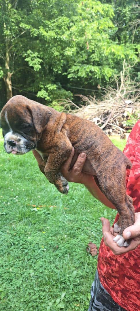 AKC Boxer Puppy | PetClassifieds.com
