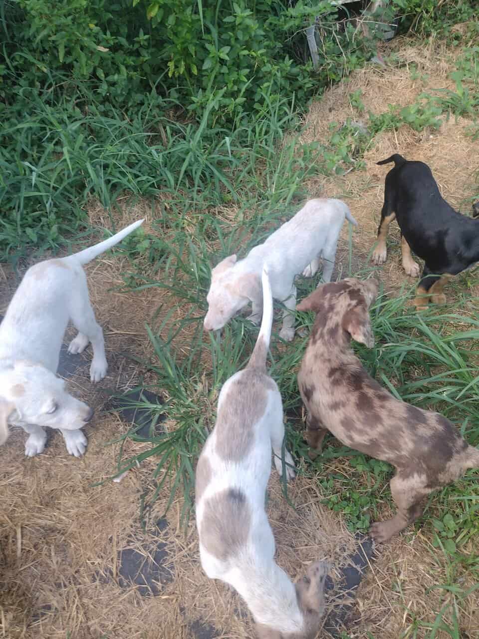 Free puppies | PetClassifieds.com