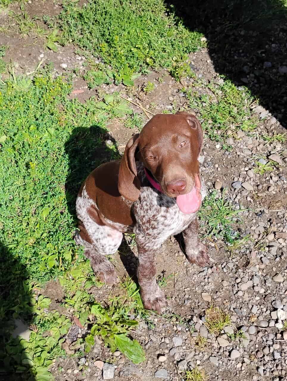 GSP pups AKC registered purebred | PetClassifieds.com