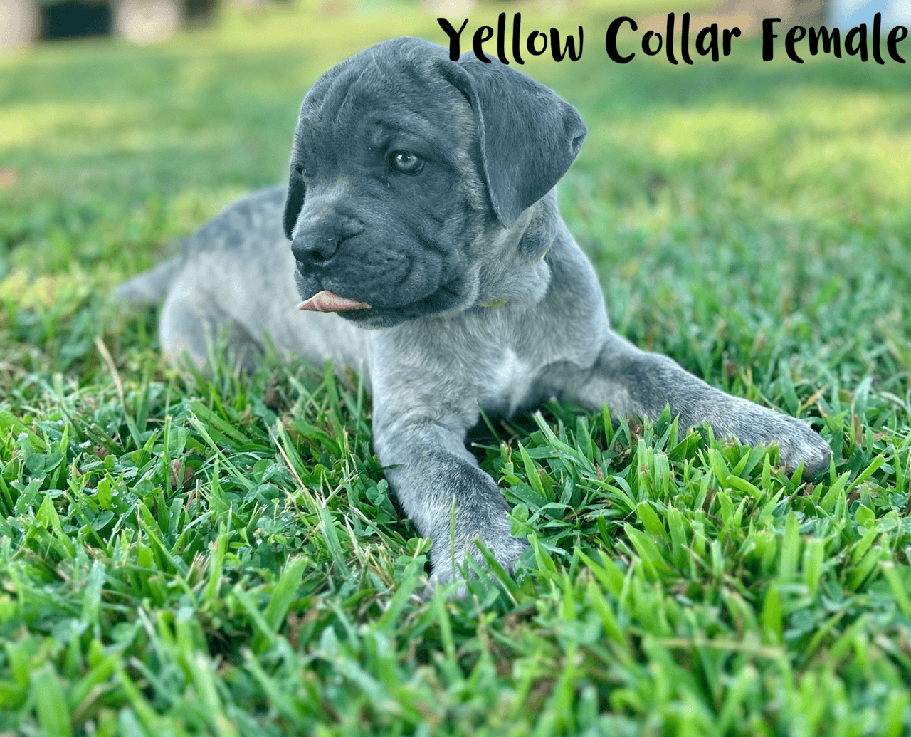 ICCF Cane Corso Puppies | PetClassifieds.com