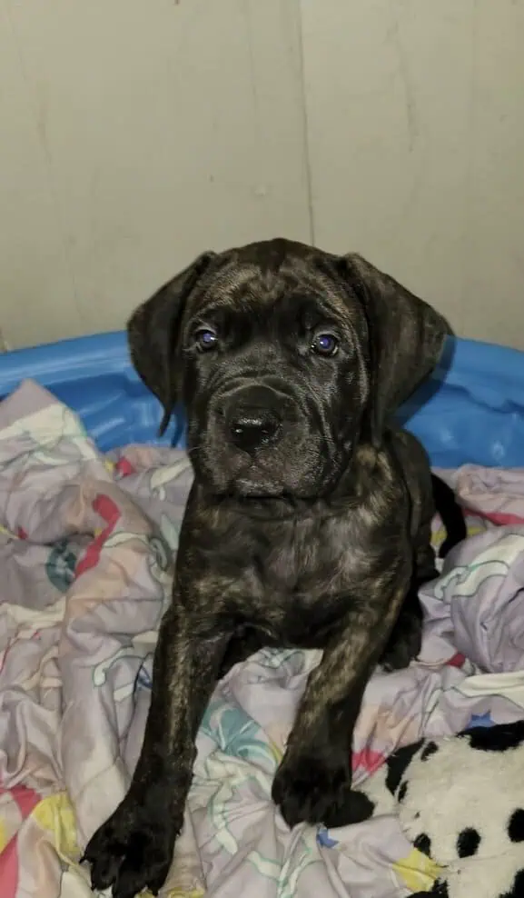 Female Brindle Cane corso | PetClassifieds.com