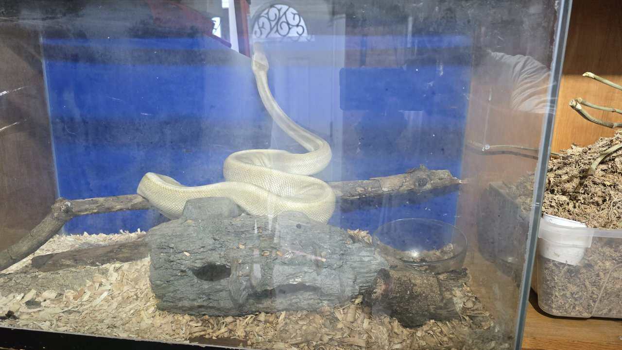 Ball python Morph Breeders and enclosures | PetClassifieds.com