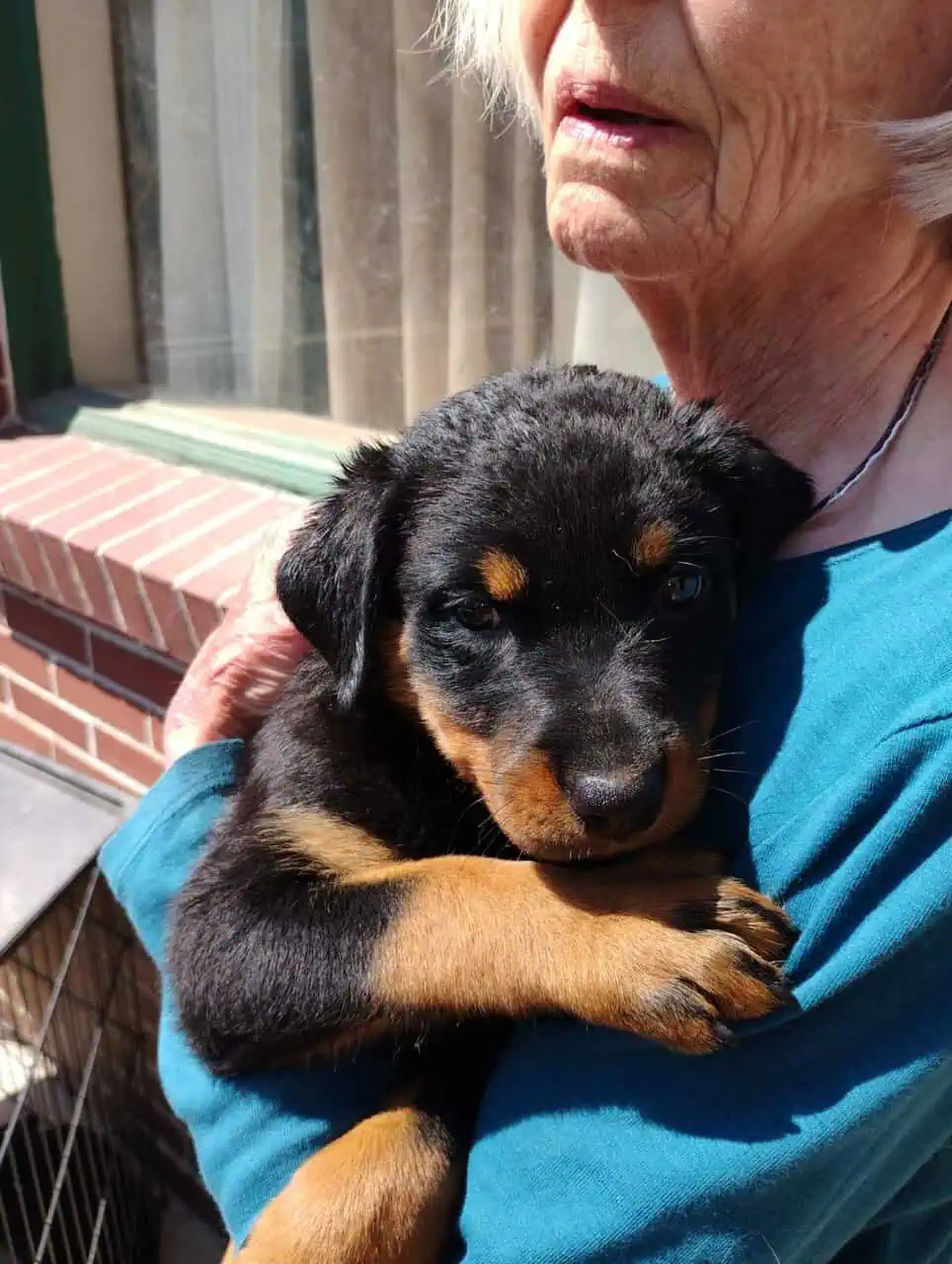 Purebred Rottweiler puppies male | PetClassifieds.com