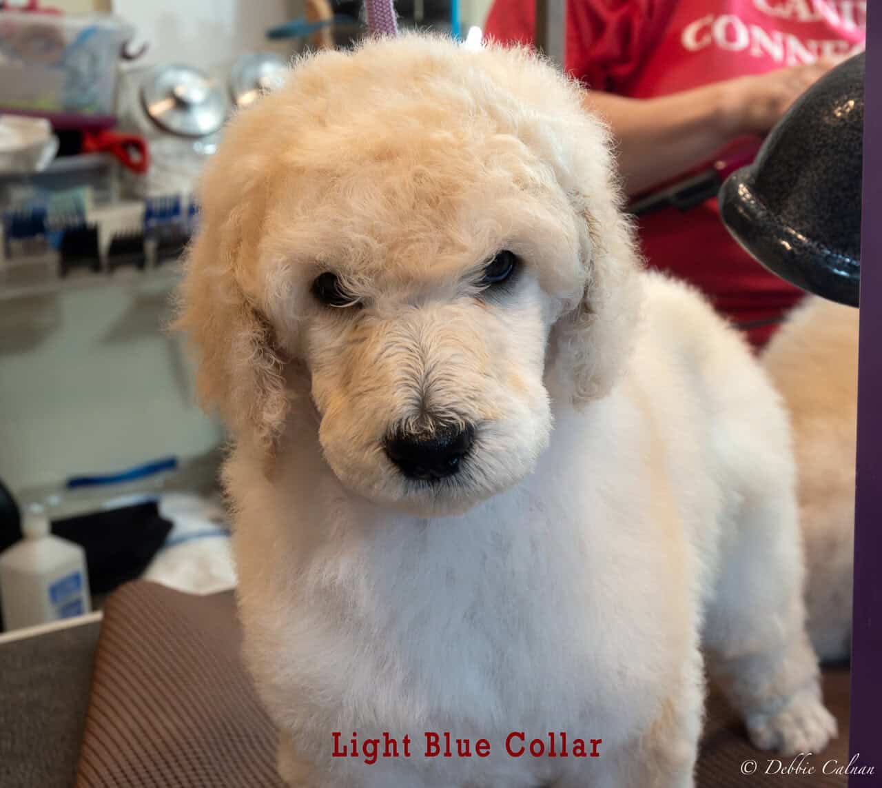 AKC STANDARD POODLE PUPPIES | PetClassifieds.com