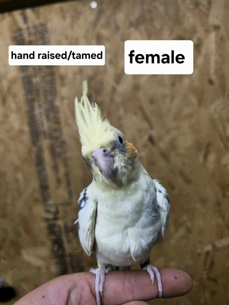 Hand raised baby cockatiels | PetClassifieds.com